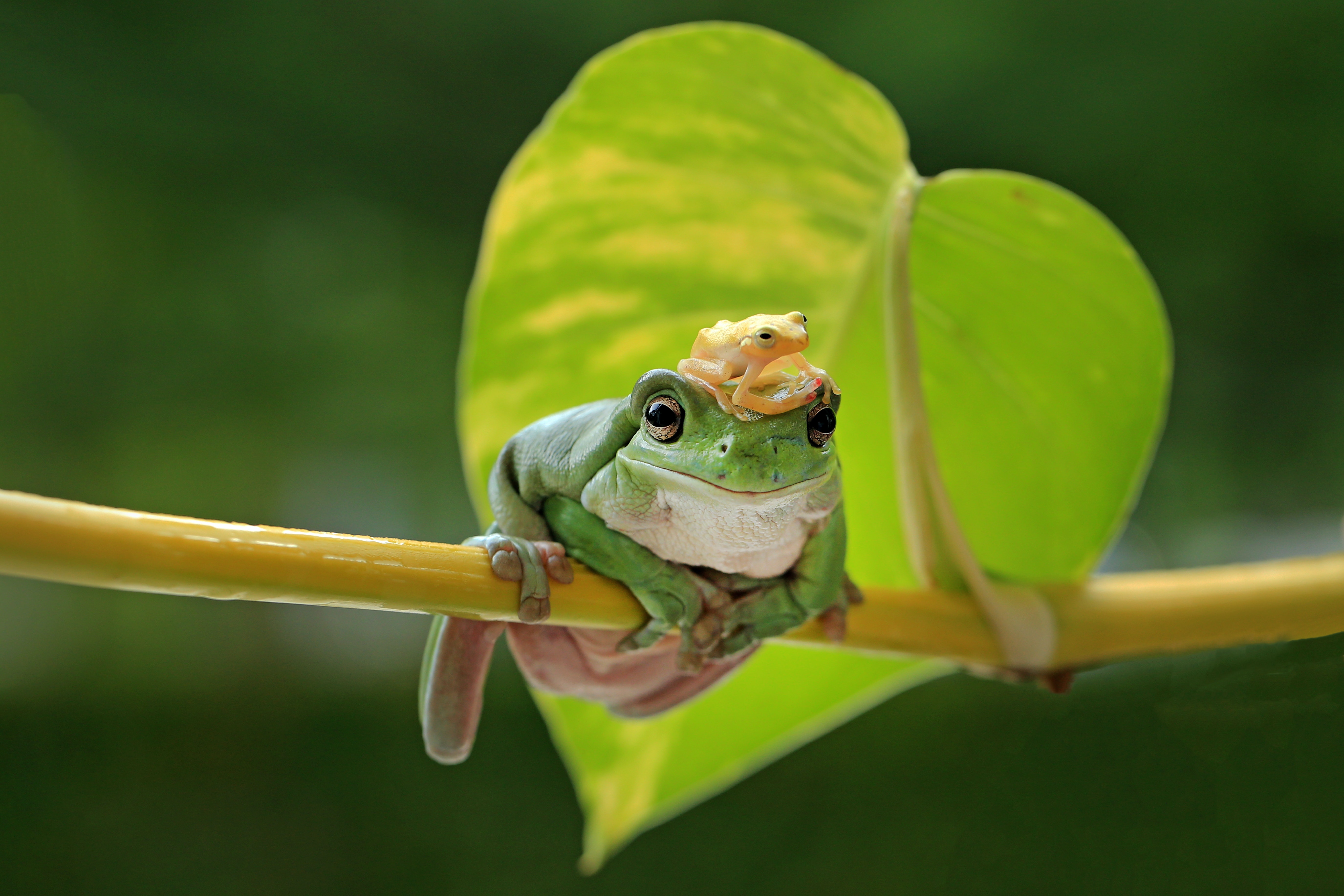 Frogs are Awesome!